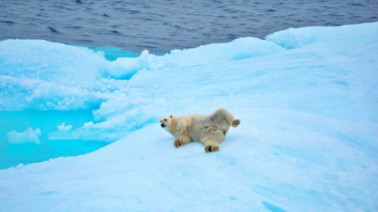 北極クルーズ 海氷の上でしろくま(ホッキョクグマ)祭り